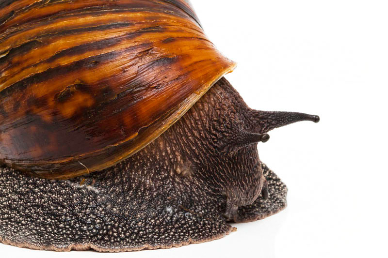 Gallery of genus Achatina