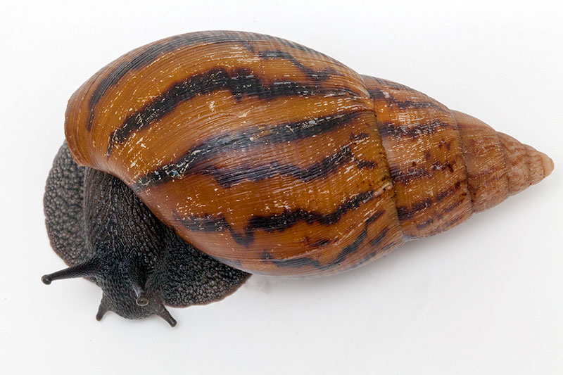 Gallery of genus Achatina