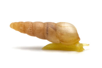 Snails of family Subulinidae for sale