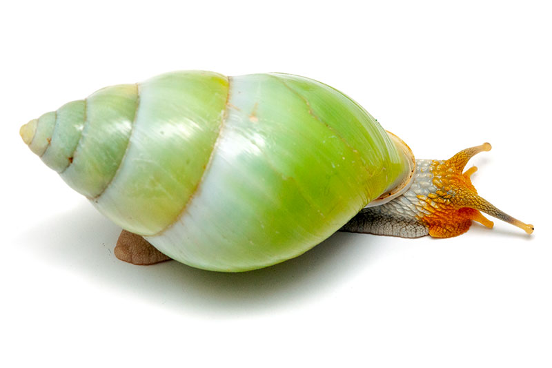 Snails of form Amphidromus atricallosus Malaysia for sale