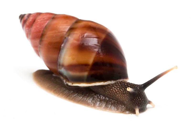 Gallery of species Amphidromus inversus