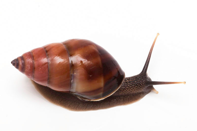 Gallery of species Amphidromus inversus