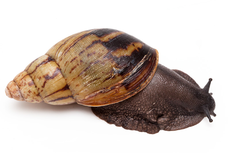 Snails of form Archachatina camerunensis Cameroon for sale