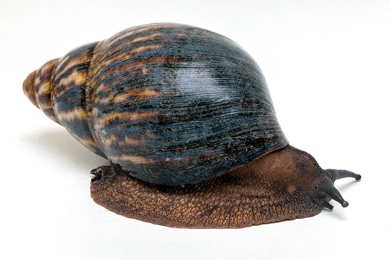Snails of form Archachatina marginata marginata Cameroon type 2 for sale