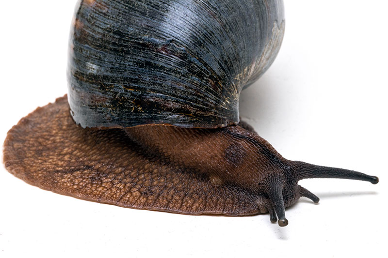 Snails of form Archachatina marginata marginata Cameroon type 2 for sale