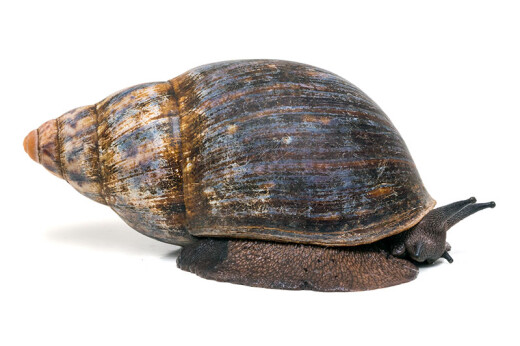 Snails of form Archachatina marginata ovum Nigeria XXL for sale