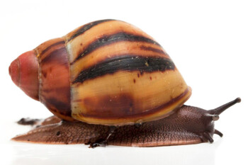 Snails of family Achatinidae for sale
