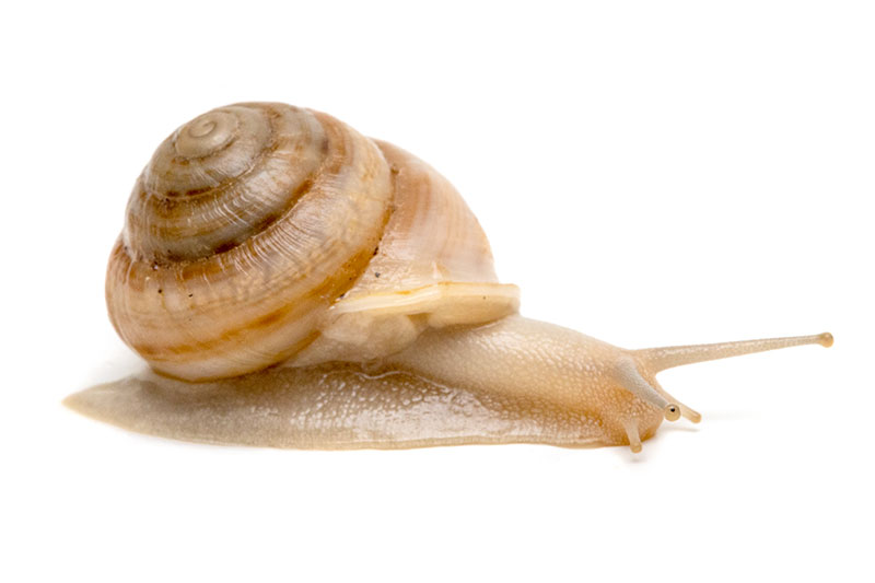 Snails of form Camaena platyodon Hainan, China for sale