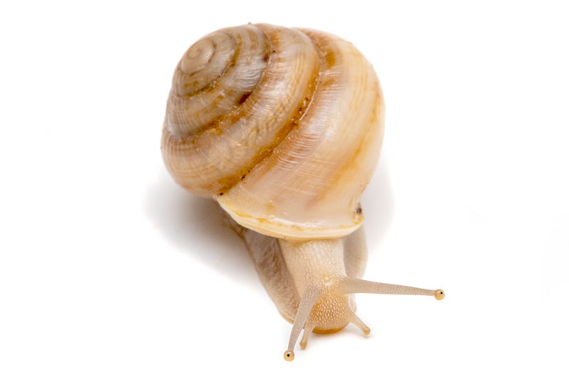 Gallery of subspecies Camaena platyodon Hainan, China