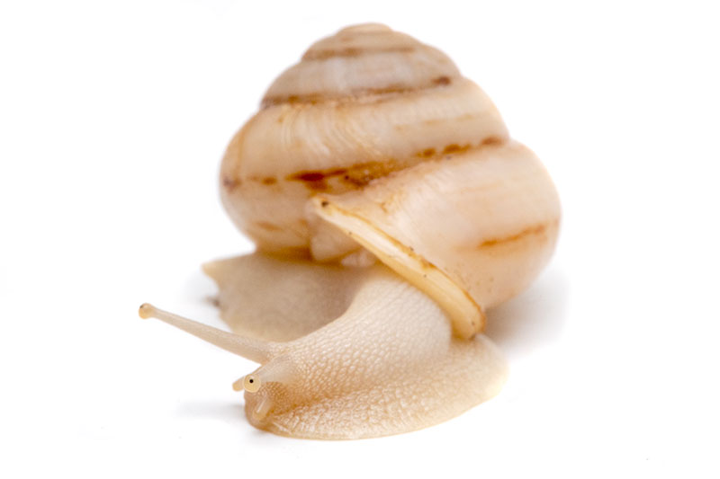 Snails of form Camaena platyodon Hainan, China for sale