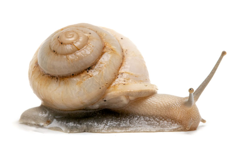 Galerie poddruhu Camaena platyodon Hainan, China