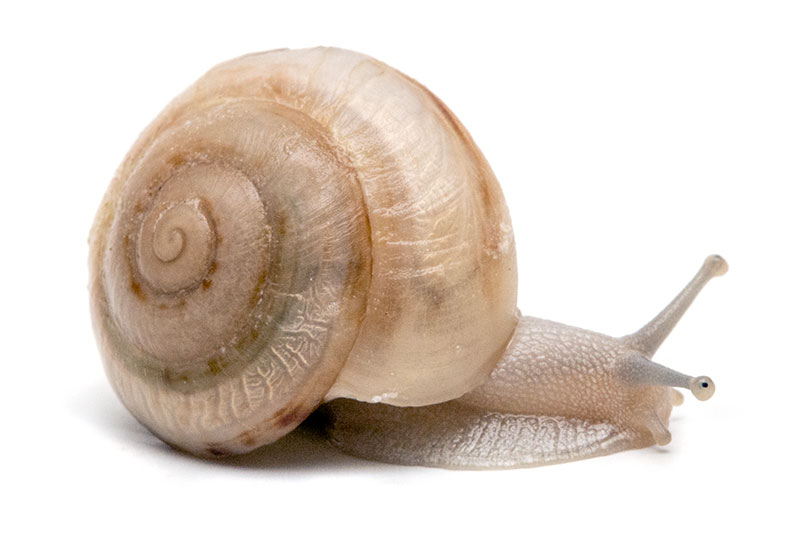 Snails of family Camaenidae for sale