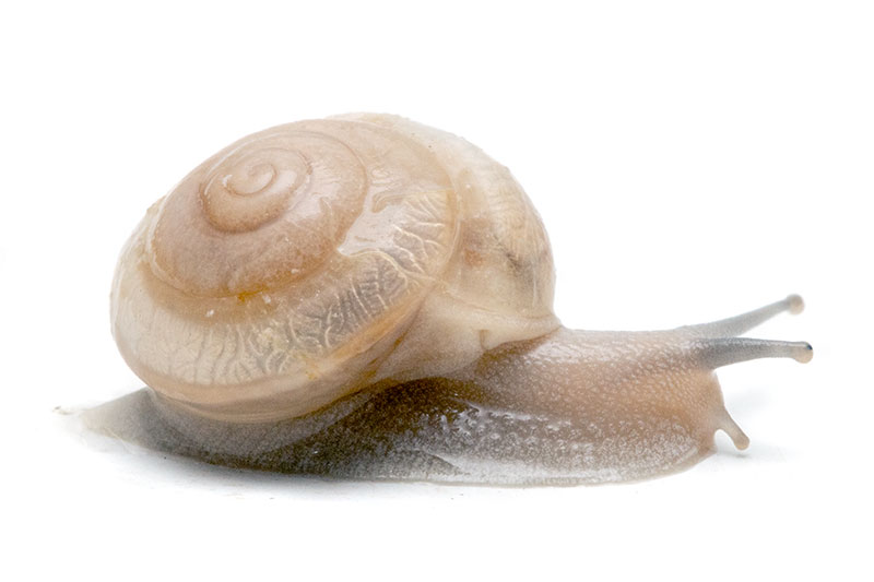 Gallery of form Camaena platyodon Hainan, China