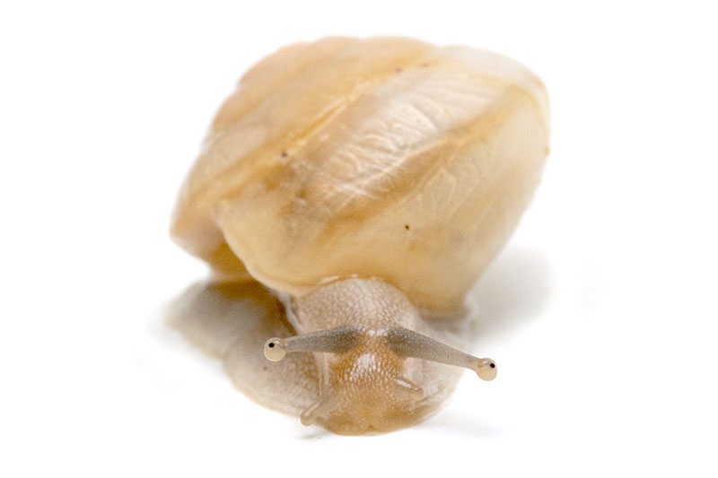 Snails of form Camaena platyodon Hainan, China for sale