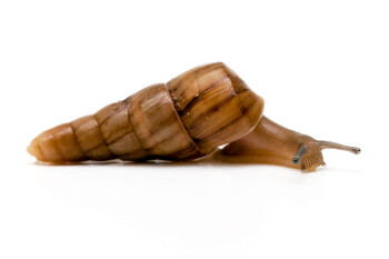 Snails of family Subulinidae for sale