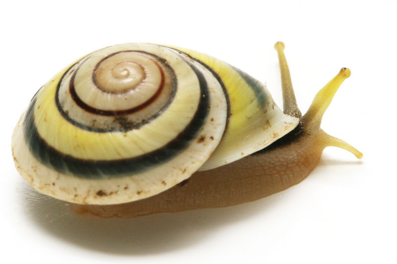 Gallery of family Bradybaenidae