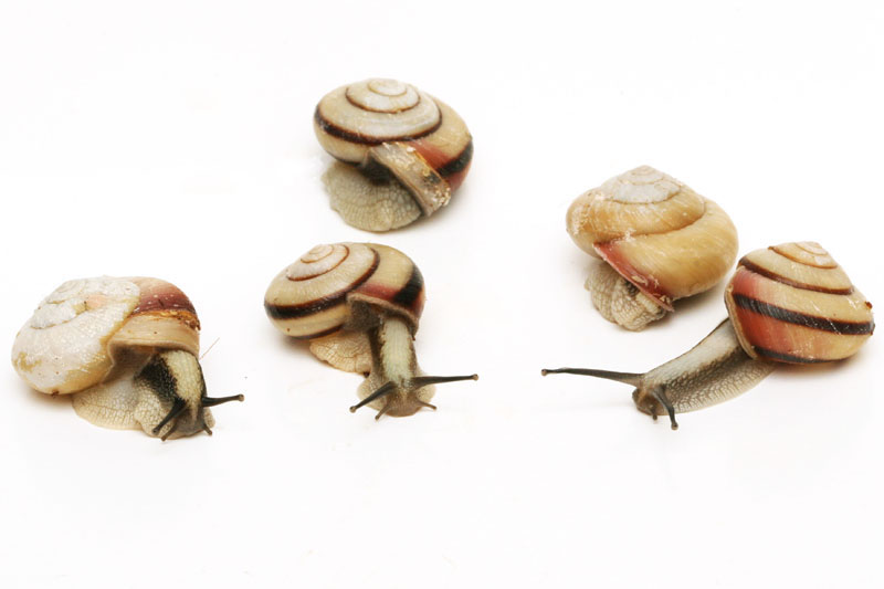 Gallery of species Euhadra amaliae