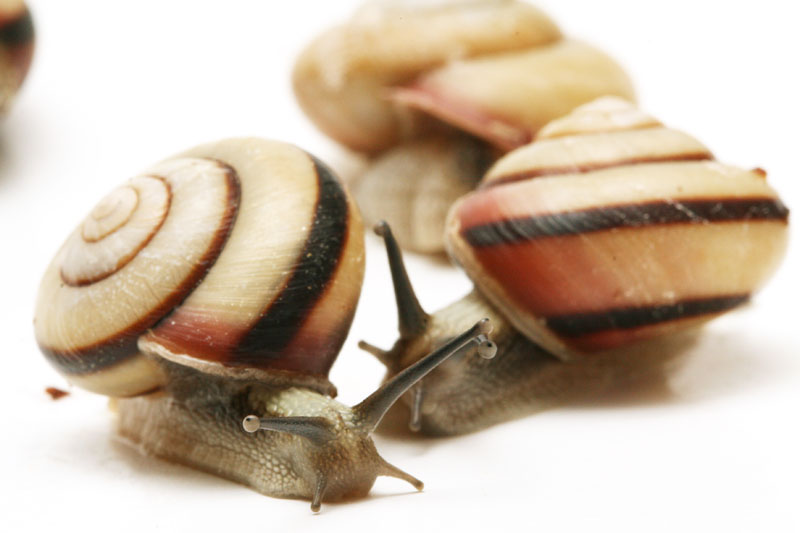 Gallery of species Euhadra amaliae
