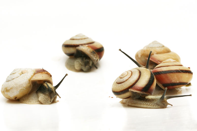 Gallery of species Euhadra amaliae