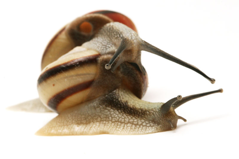 Gallery of species Euhadra amaliae