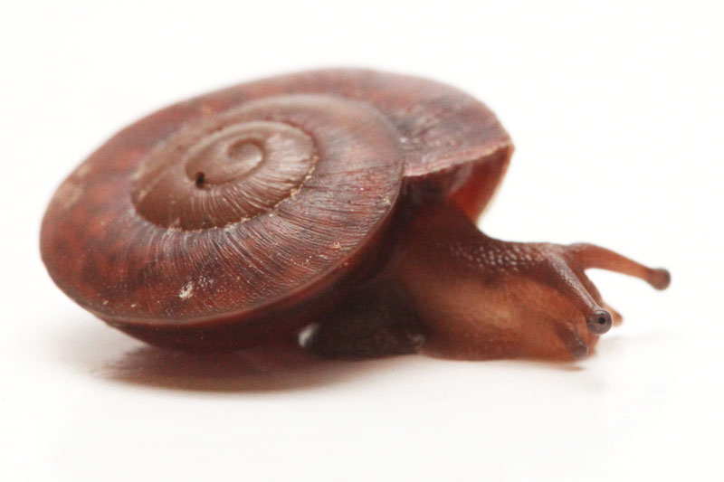 Snails of family Camaenidae for sale