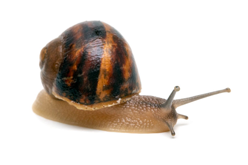 Snails of family Helicidae for sale