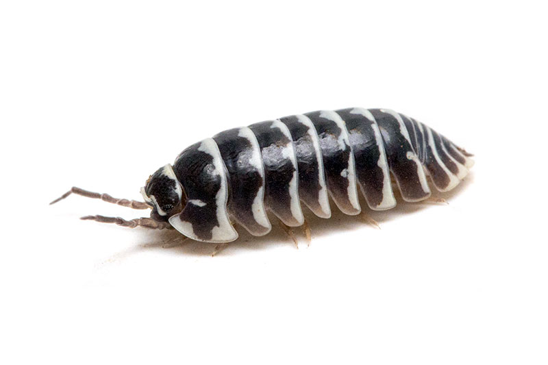Isopods of form Armadillidium maculatum Zebra France for sale