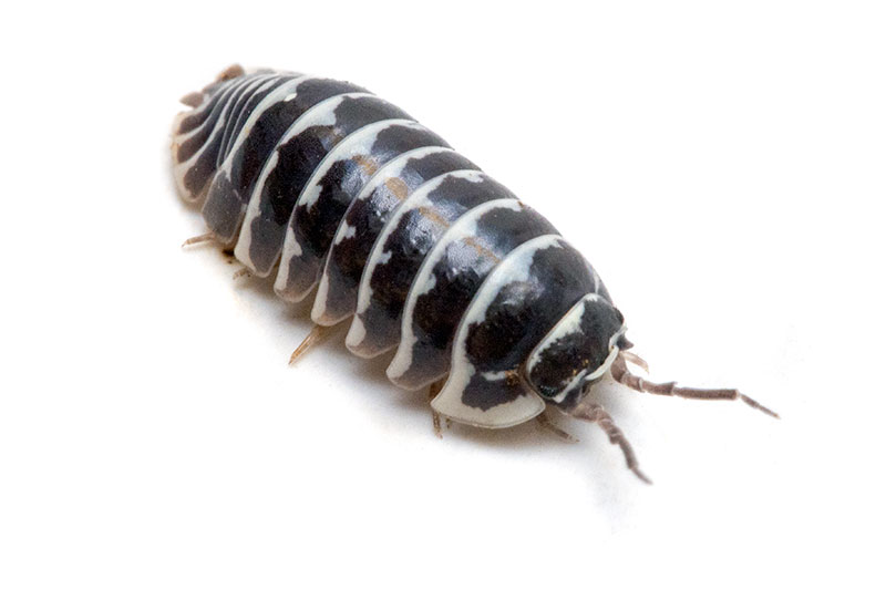 Isopods of form Armadillidium maculatum Zebra France for sale