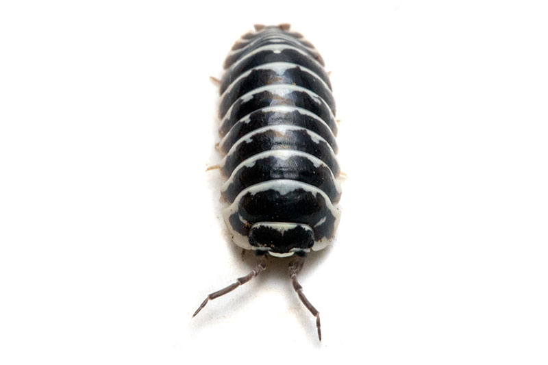 Gallery of form Armadillidium maculatum Zebra France