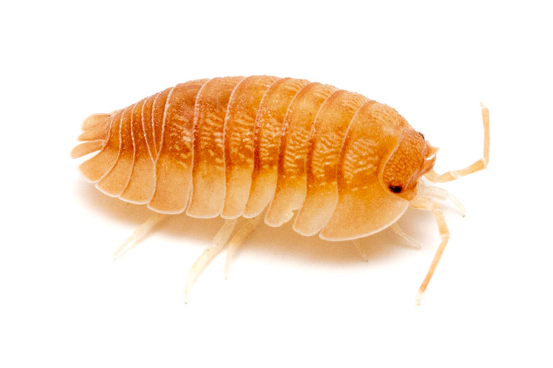 Isopods of family Armadillidiidae for sale