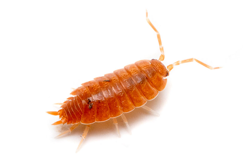 Isopods of family Porcellionidae for sale
