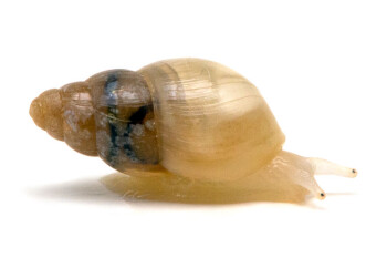 Snails of family Subulinidae for sale