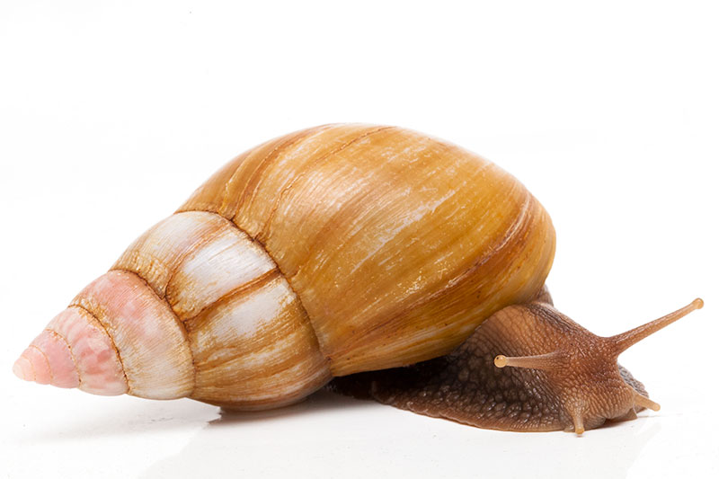 Snails of form Lissachatina fulica hamillei rodatzi Madagascar for sale