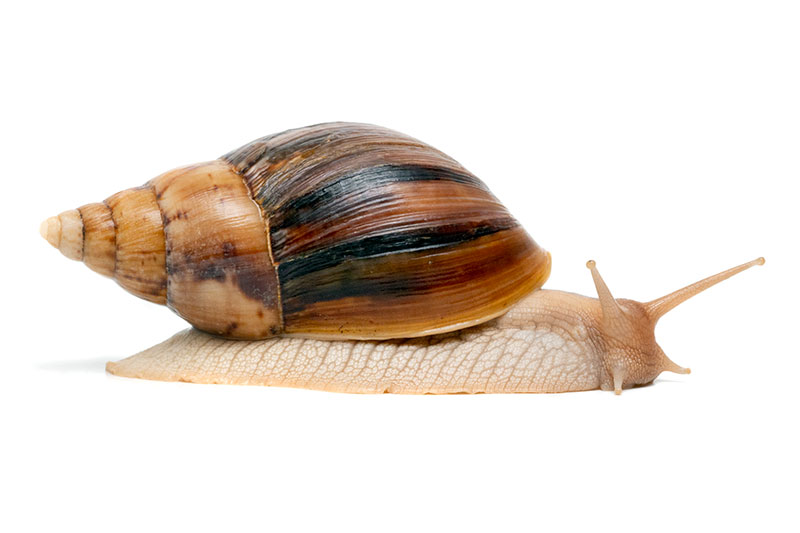 Snails of form Lissachatina immaculata panthera Madagascar for sale