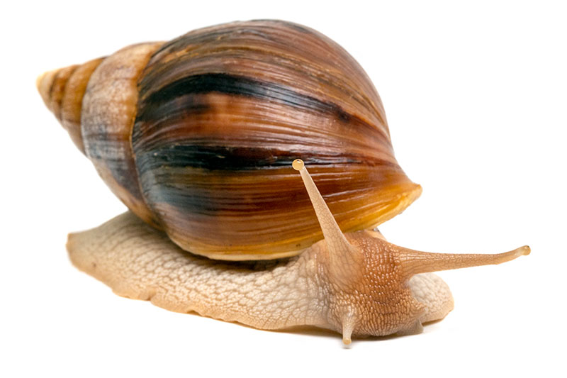 Snails of form Lissachatina immaculata panthera Madagascar for sale