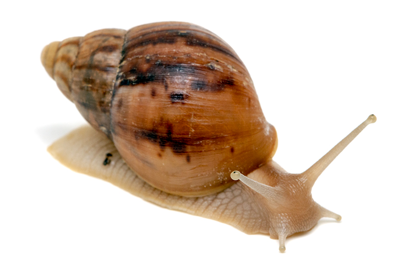 Snails of form Lissachatina immaculata panthera Madagascar for sale