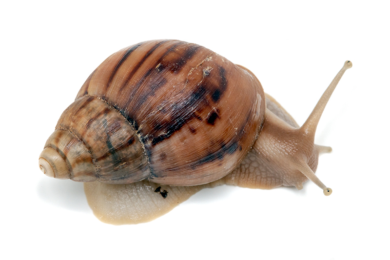 Snails of form Lissachatina immaculata panthera Madagascar for sale