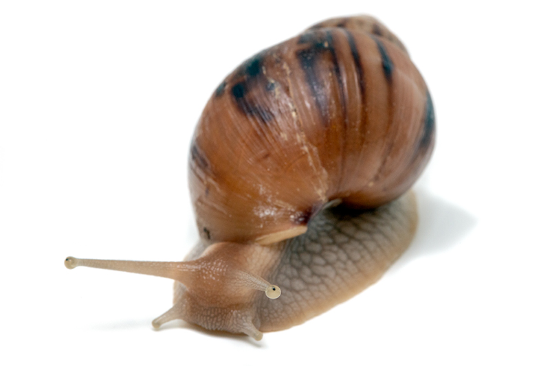 Snails of form Lissachatina immaculata panthera Madagascar for sale
