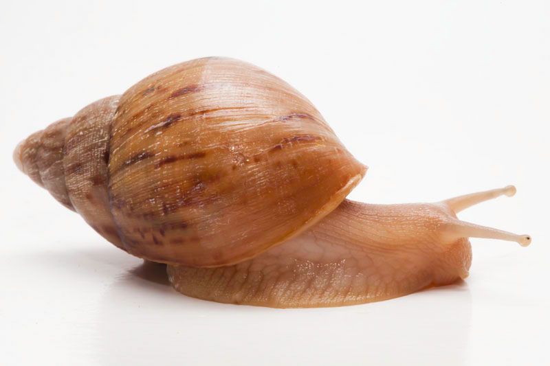 Snails of form Lissachatina immaculata panthera Madagascar for sale