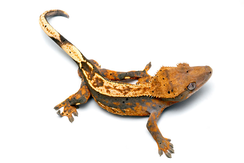 Lizards of genus Correlophus for sale