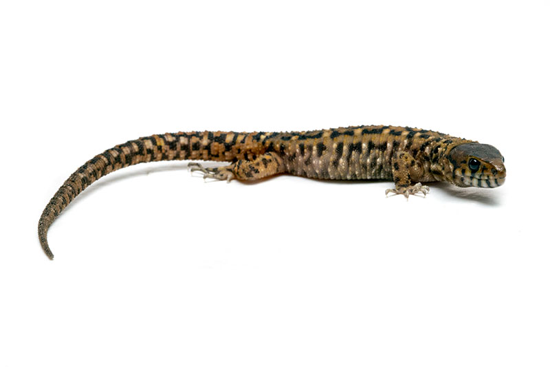 Lizards of form Lepidophyma smithii for sale