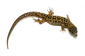Lizards of family Xantusiidae for sale