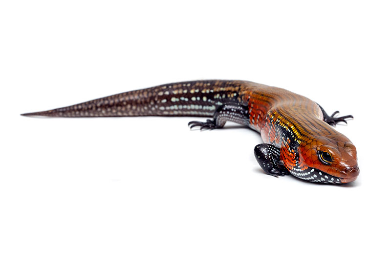Lizards of form Lepidothyris fernandi fernandi Cameroon for sale