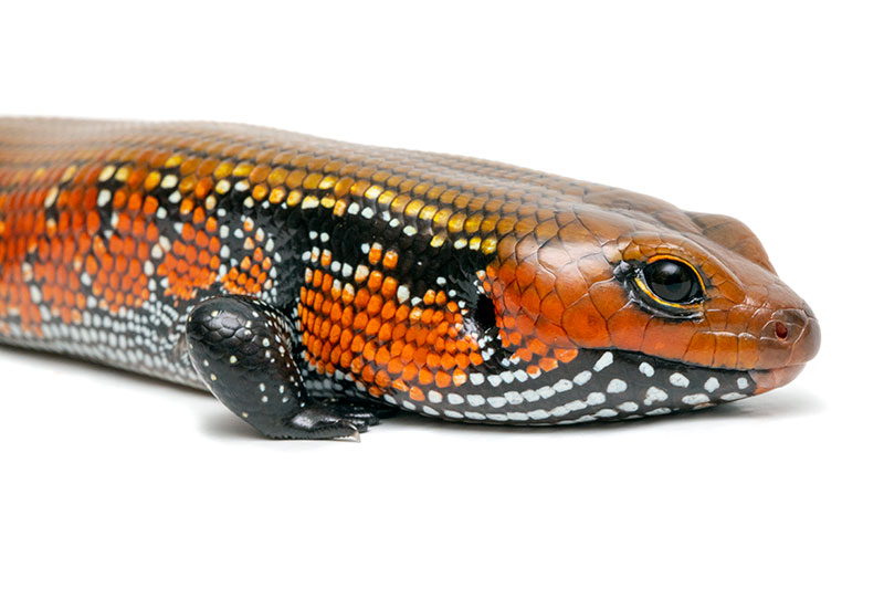 Lizards of form Lepidothyris fernandi fernandi Cameroon for sale