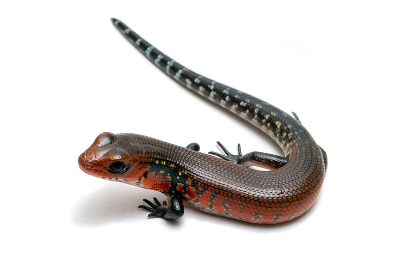 Lizards of form Lepidothyris fernandi fernandi Cameroon for sale