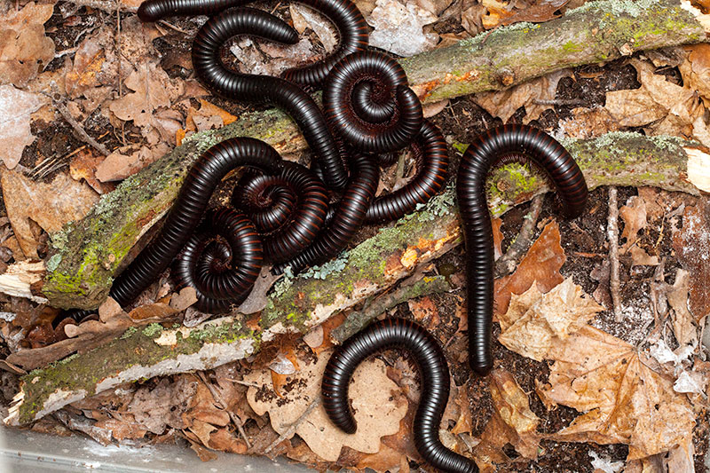 Millipedes of form Archispirostreptus gigas Ghana for sale