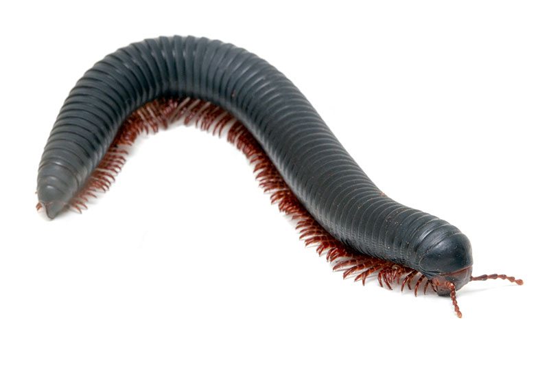Millipedes of family Spirostreptidae for sale