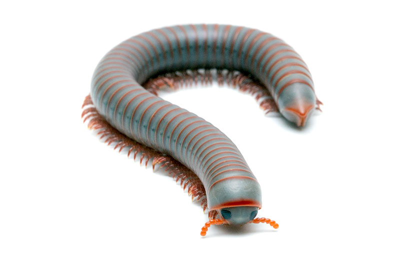 Millipedes of family Pachybolidae for sale