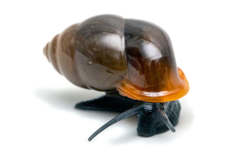 Snails of form Moulinsia fusca erythrostoma Negros Island, Philippines ...
