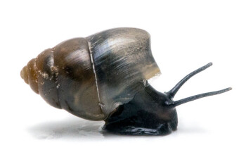 Snails of family Pupinidae for sale